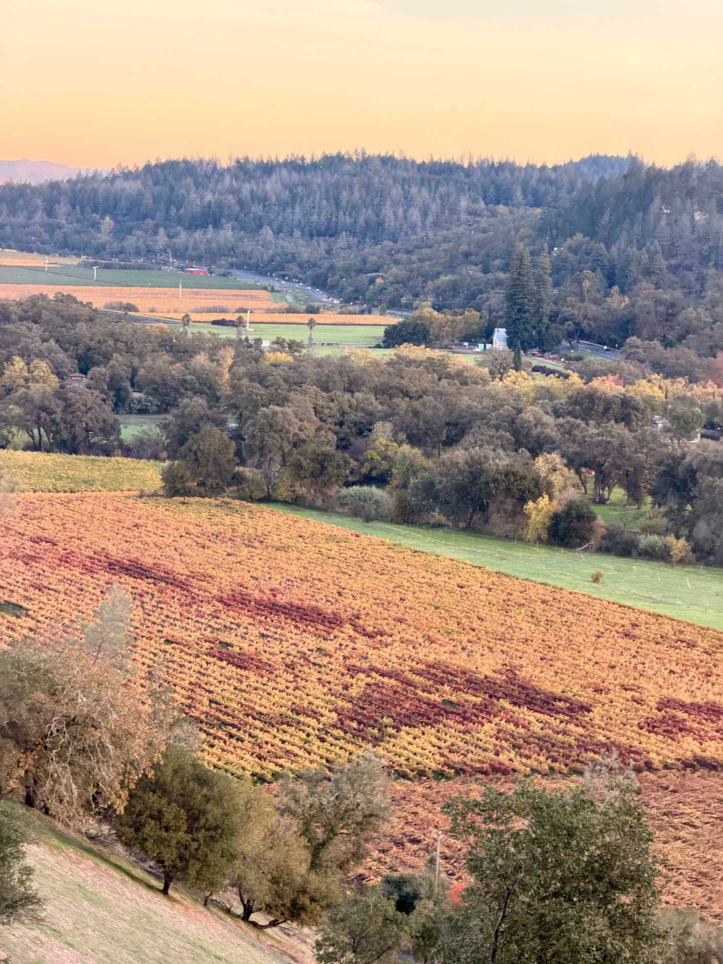 Where to See the Best Fall Foliage in Napa & Sonoma