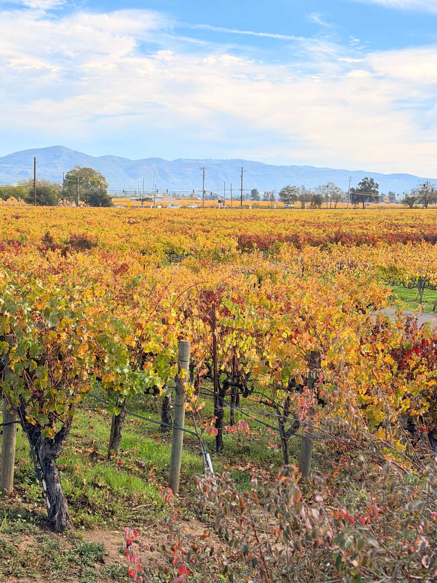 Where to See the Best Fall Foliage in Napa & Sonoma