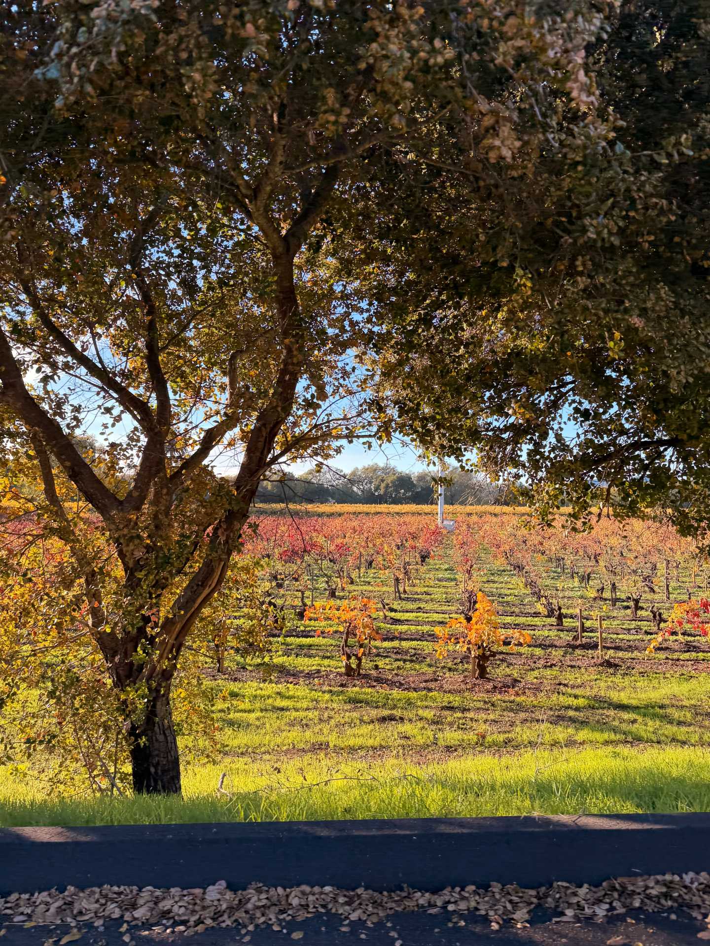 Traveling to Napa & Sonoma in the Fall: Why November Is Pure Magic